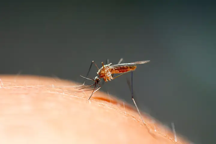 How Does Mosquito Fogging Work? | Getting Rid of Mosquitoes