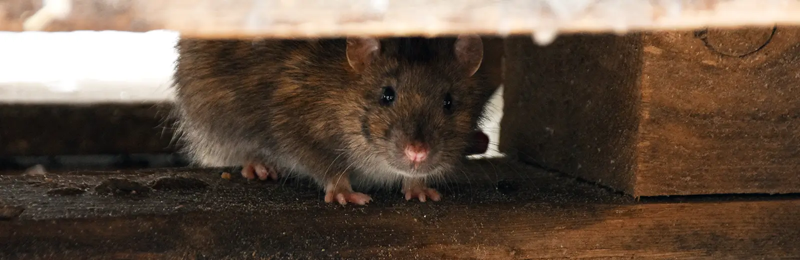 Common Rodent Entry Points | Midwest Pest Control