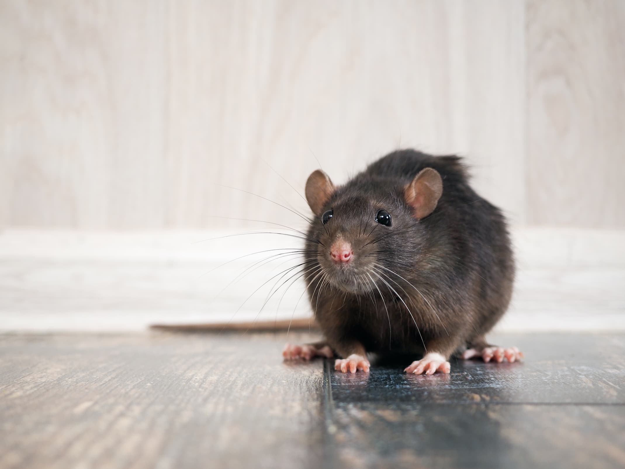 How to Get Rid of Rodents in Your Home I Midwest Pest Control